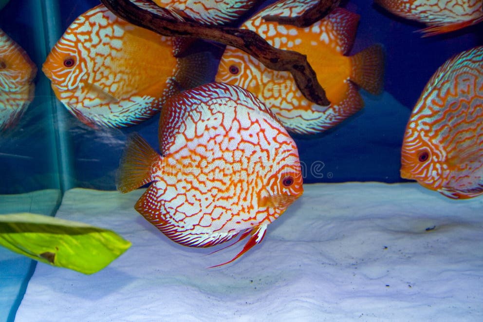 Red Discus Fish stock photo. Image of food, picnic, milan - 363607000