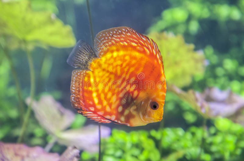Red Discus Fish or Symphysodon Discus Stock Photo - Image of acidic ...