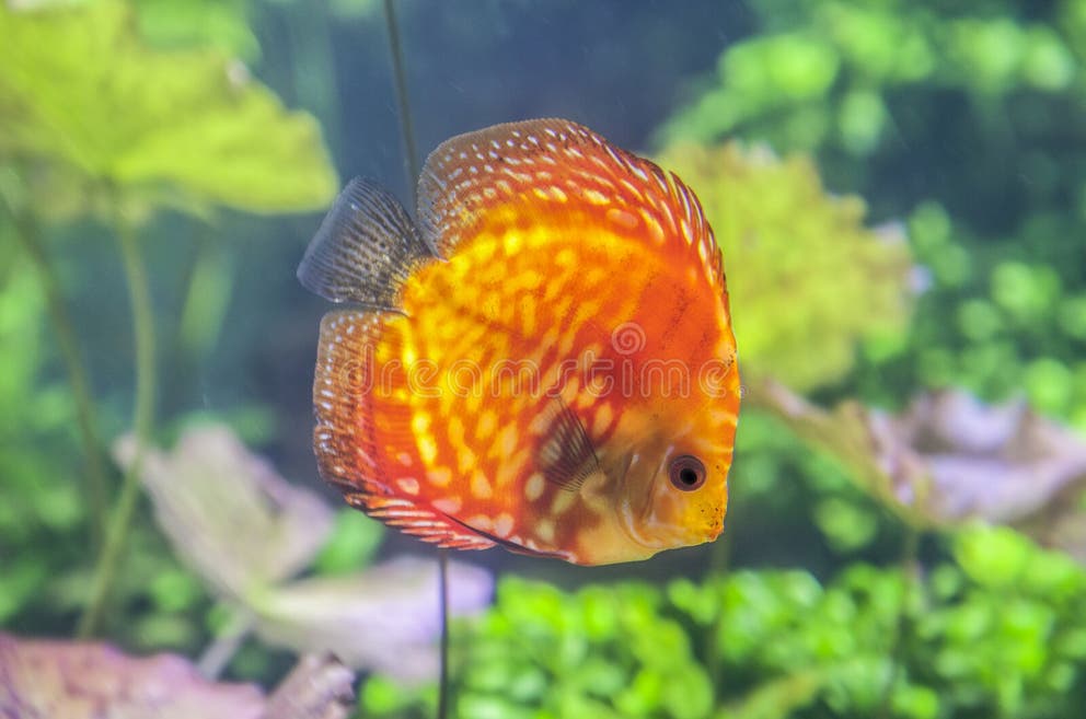 Red Discus Fish or Symphysodon Discus Stock Photo - Image of acidic ...