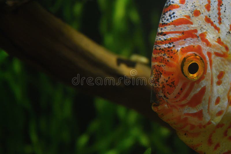 Red Discus stock image. Image of fish, pigeon, diskus - 44495803