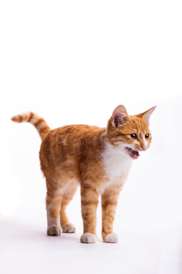 Red disgruntled cat stock image. Image of domestic, mammal - 102917881