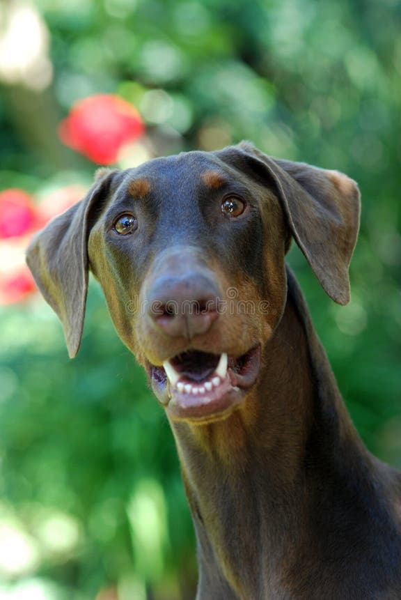 Red Doberman Pinscher Outdoors. Stock Photo - Image of neuter ...