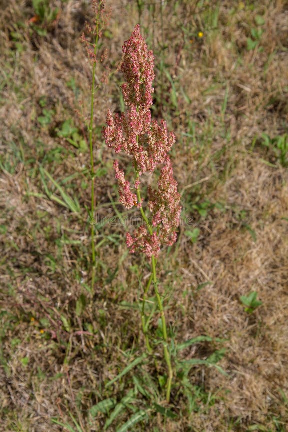 The Red dock stock photo. Image of meadow, springtime - 181411722