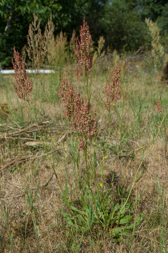 The Red dock stock image. Image of meadow, sorrel, floral - 181411729