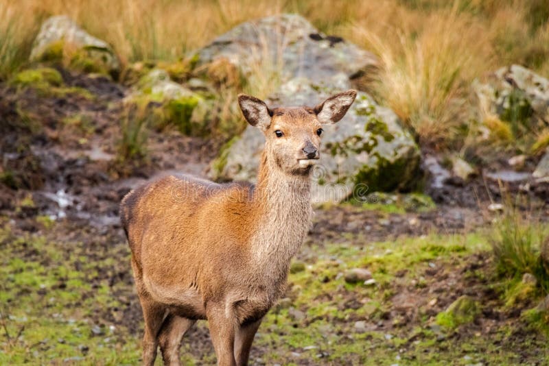 A Red Doe Female Deer Standing on a Hill in the Scottish Highlands ...