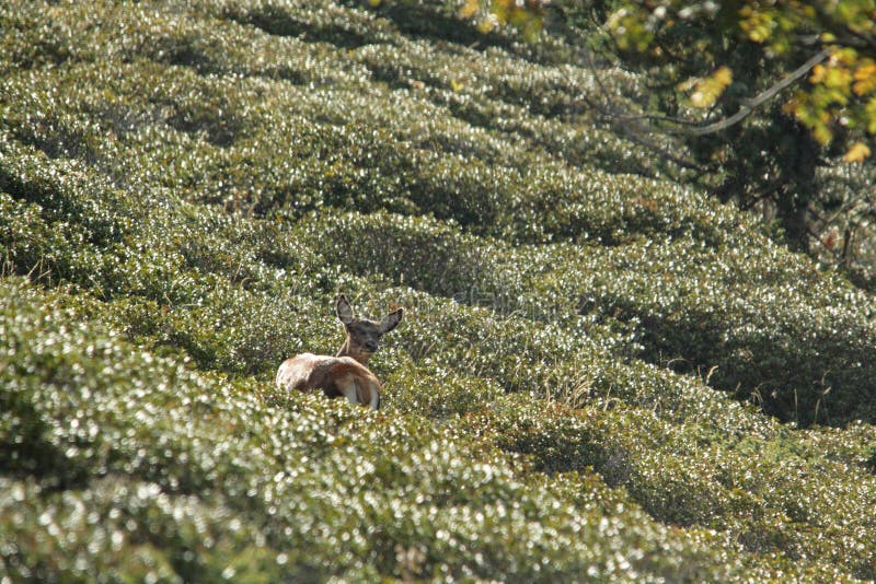 Red doe in Pyrenees stock image. Image of stag, nature - 87259861
