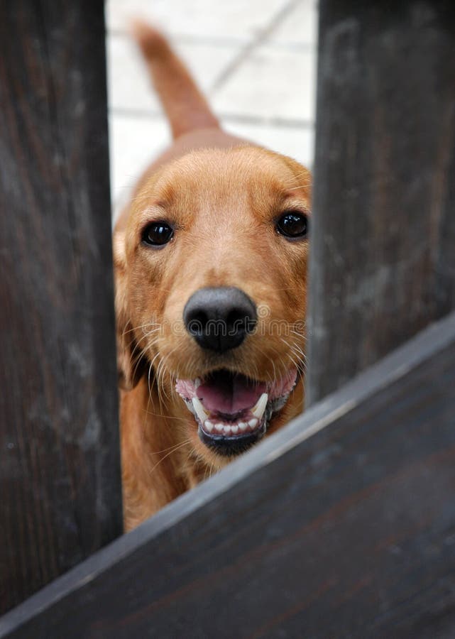 Red Dog Picture. Image: 1153425