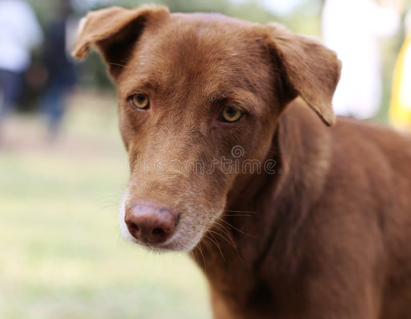 Red dog stock photo. Image of obedience, look, muzzle - 37887514