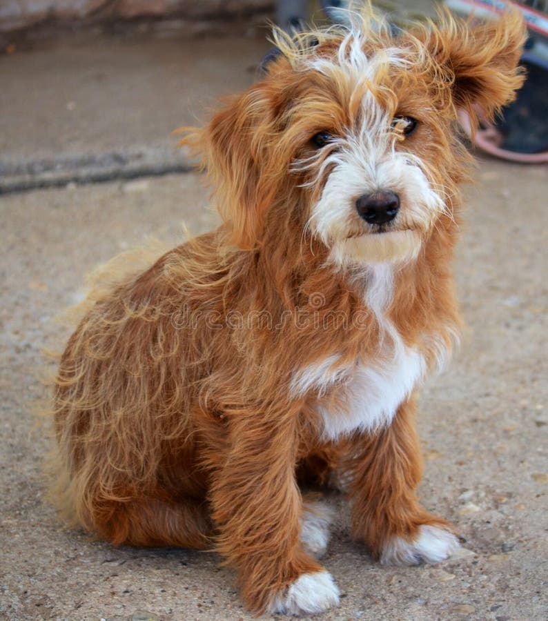 Red Dog stock image. Image of middle, beautiful, rescue - 37408705