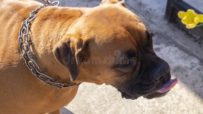 Red dog breed boxer stock image. Image of lips, short - 175046985