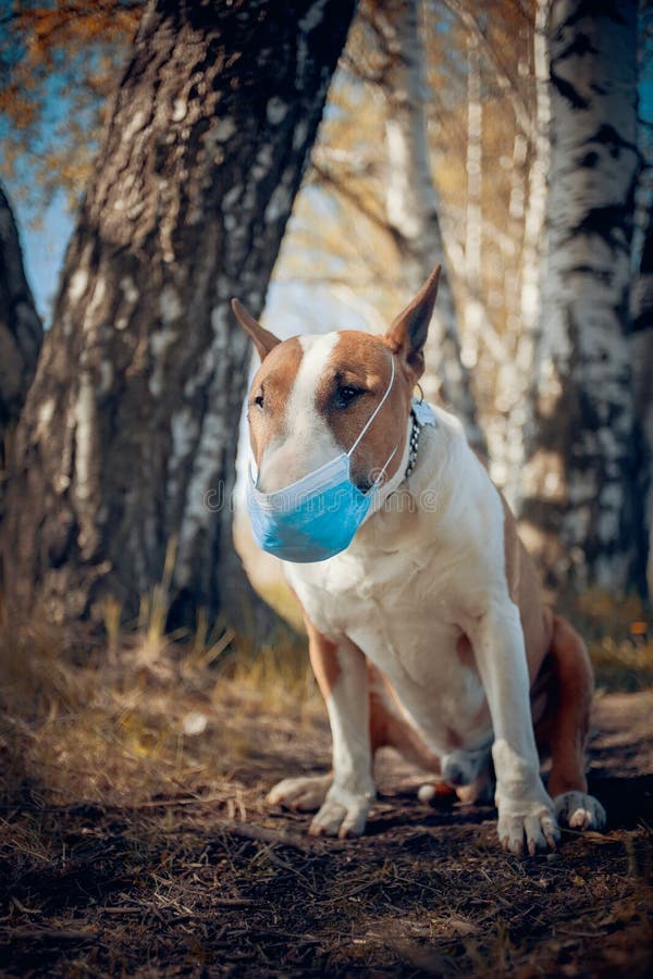 Red Dog Breed Bulterrier in Medical Mask Stock Photo - Image of ...