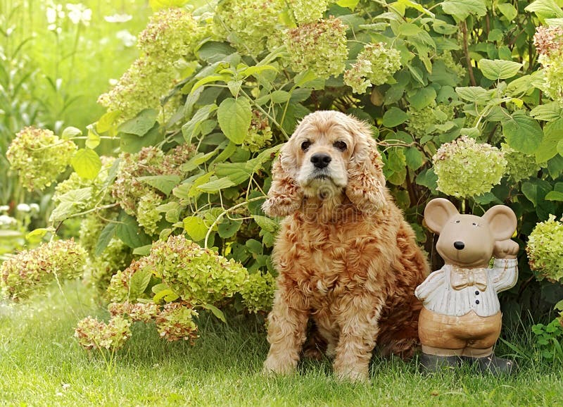 Red Dog of Breed English Cocker Spaniel Stock Image - Image of english ...