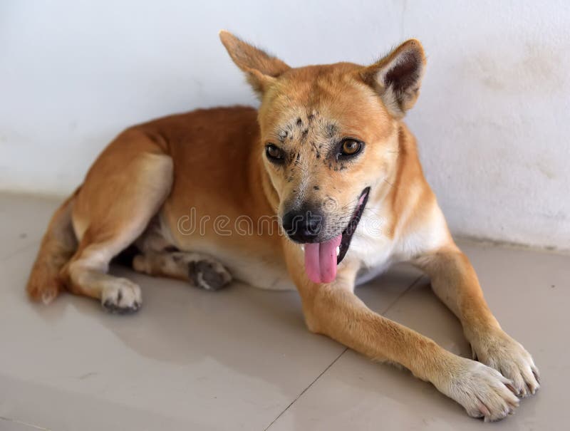 Red Dog with Bruises and Scars Stock Image - Image of cute, homeless ...