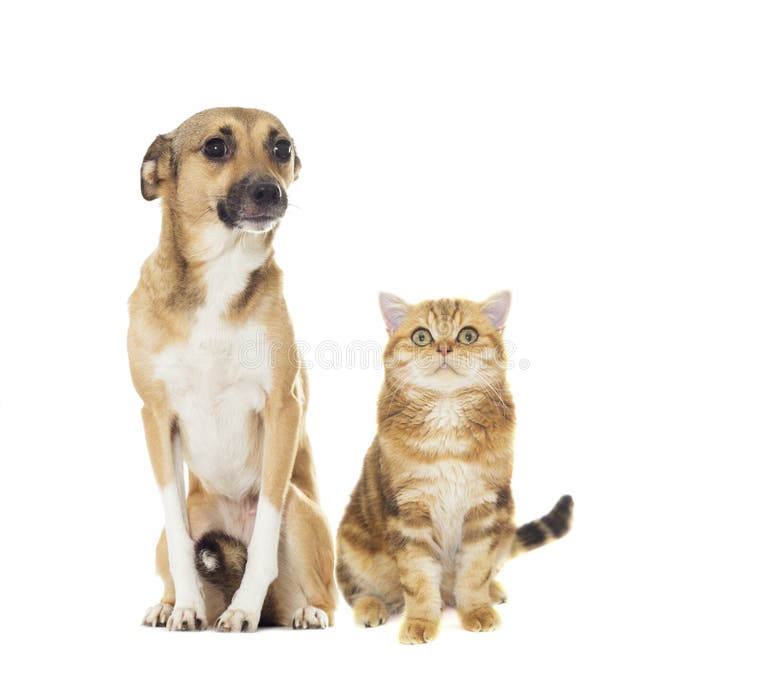 Red dog and cat stock image. Image of puppy, height, sits - 71622847
