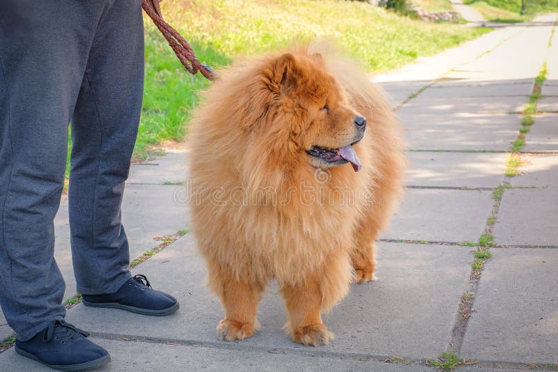 Red Dog Chow Chow for a Walk in the Park. Walk the Dogs Stock Photo ...
