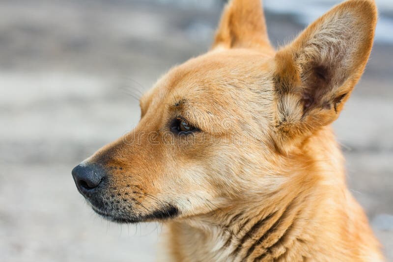 Red Dog stock photo. Image of purebred, happy, golden - 39151124