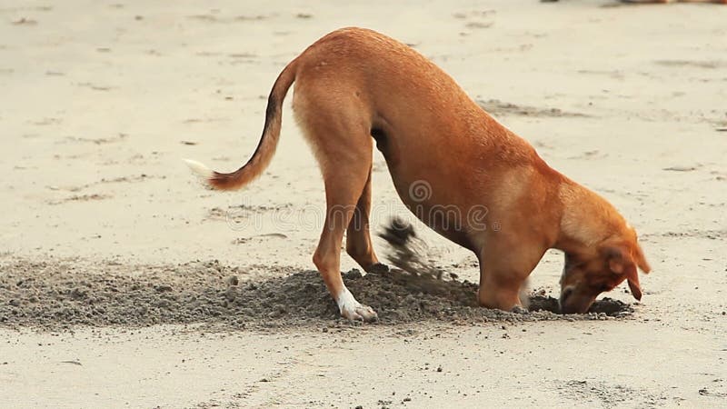 Dog Digging Sand on the Beach Stock Footage - Video of bloodhound ...
