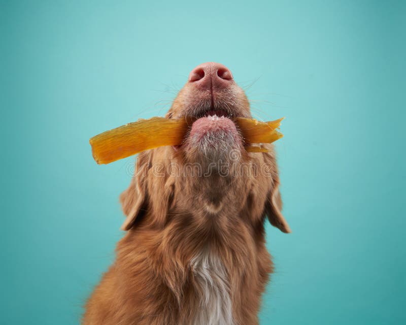 The Dog is Eating a Snack. Natural Feeding of the Pet. Stock Image ...