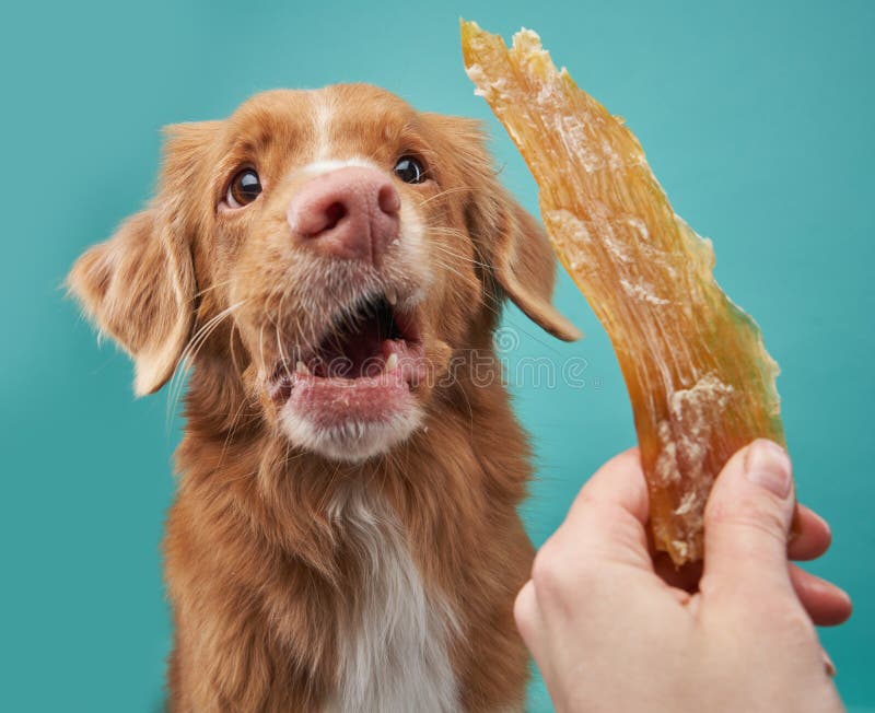 The Dog is Eating a Snack. Natural Feeding of the Pet. Stock Image ...