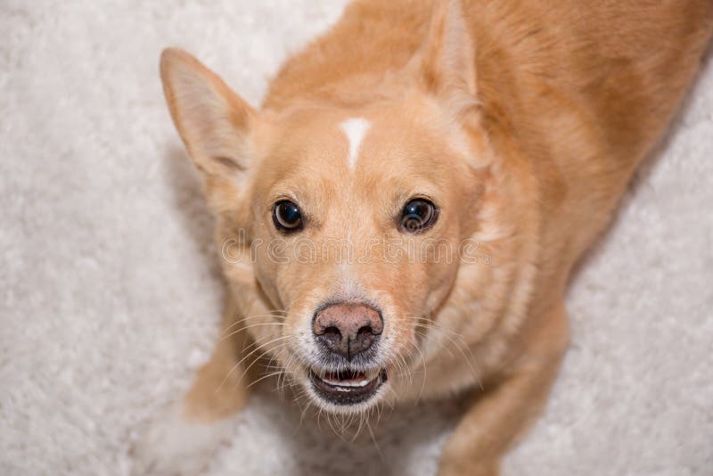 Red dog face stock image. Image of wool, danger, cautious - 238115155