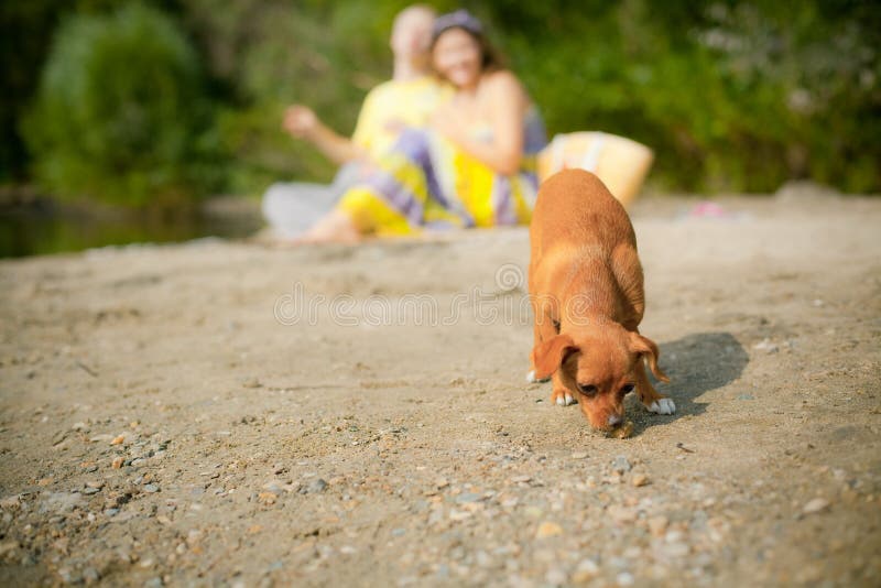 Red Dog in the Foreground and the Couple in the Background Stock Image ...
