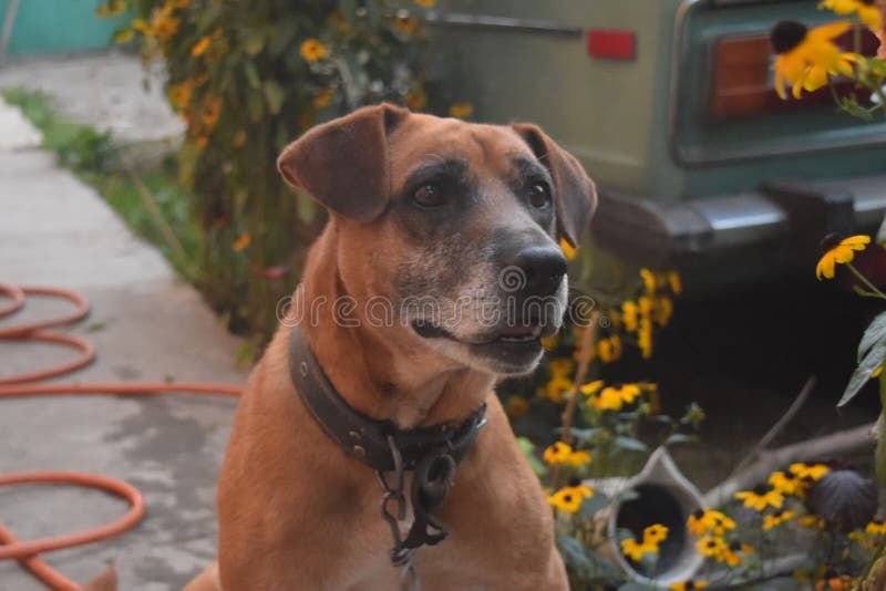 Red Dog Guards the Yard and the Owner Stock Image - Image of funny ...
