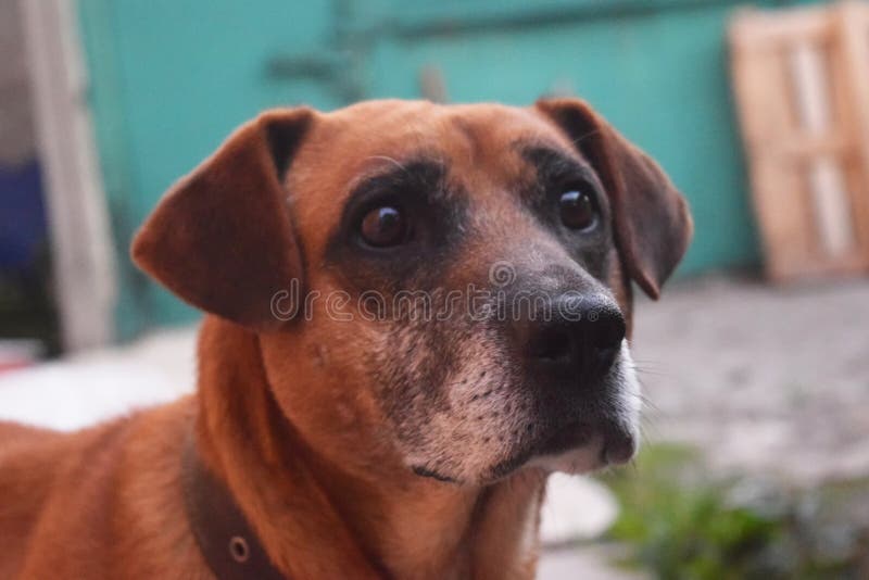 Red Dog Guards the Yard and the Owner Stock Image - Image of anglo ...
