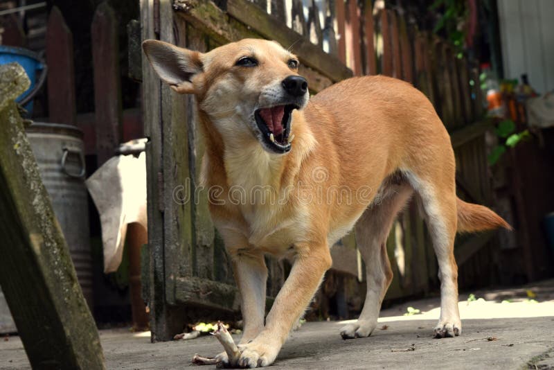 Red dog is having lunch stock photo. Image of jaws, backyard - 102853082