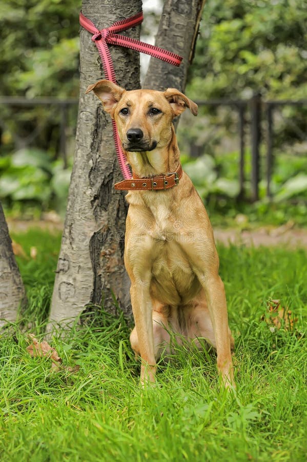 Red dog hound stock image. Image of beast, beige, happiness - 33825643