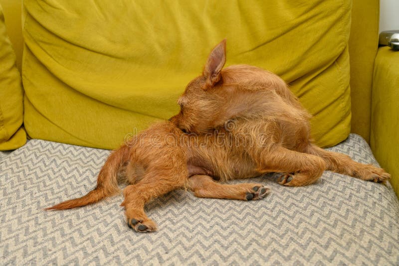 Red dog itches on the sofa stock image. Image of house - 333117249