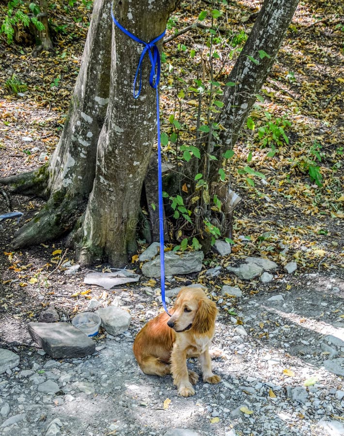 Red Dog on a Leash Tied To the Trunk of a Tree Stock Photo - Image of ...
