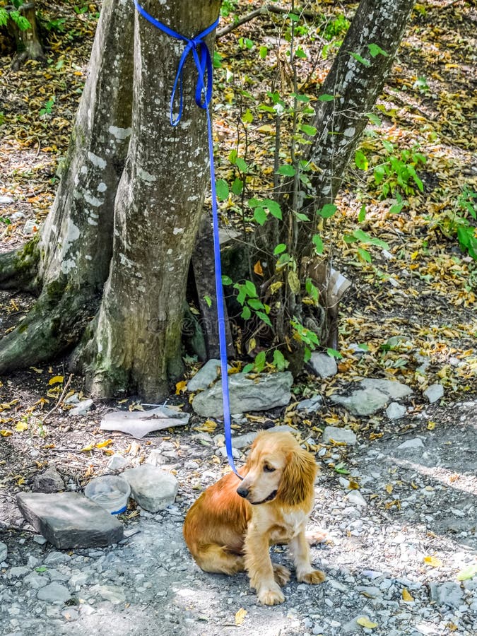 Red Dog on a Leash Tied To the Trunk of a Stock Image - Image of animal ...
