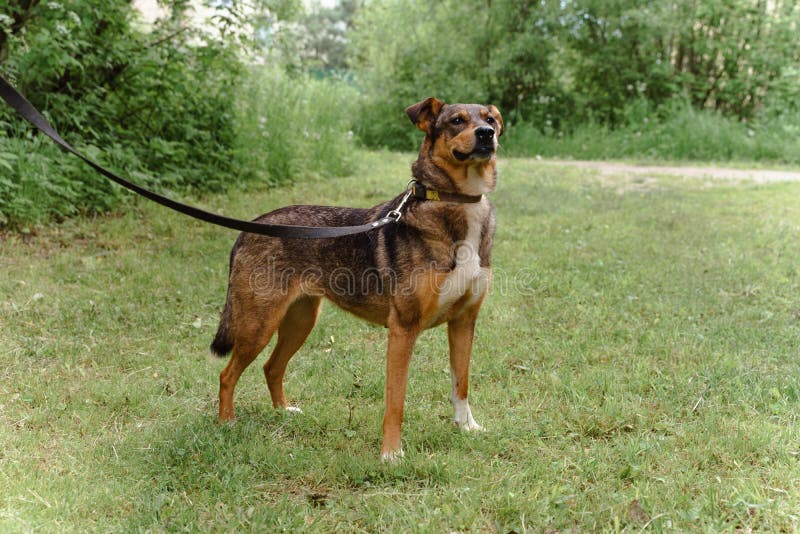 Red Dog on a Leash Walks on the Street Stock Photo - Image of cute ...