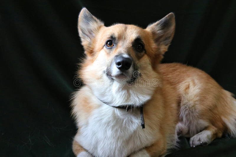 Red Dog in the Light of the Sun Medium Plan Stock Photo - Image of ...