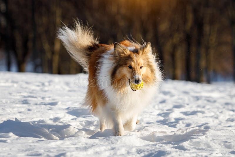 Red Dog Playing with Toy Ball on the Snow Stock Photo - Image of park ...