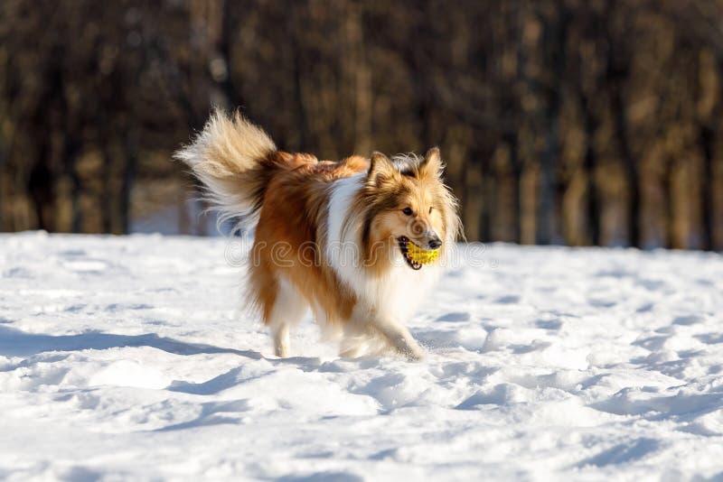 Red Dog Playing with Toy Ball on the Snow Stock Photo - Image of enjoy ...