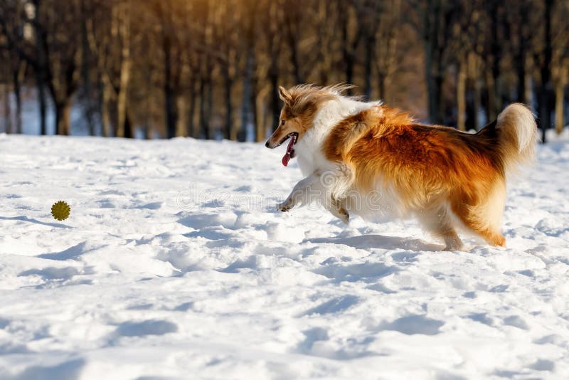 Red Dog Playing with Toy Ball on the Snow Stock Image - Image of ...