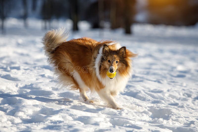 Red Dog Playing with Toy Ball on the Snow Stock Photo - Image of ...