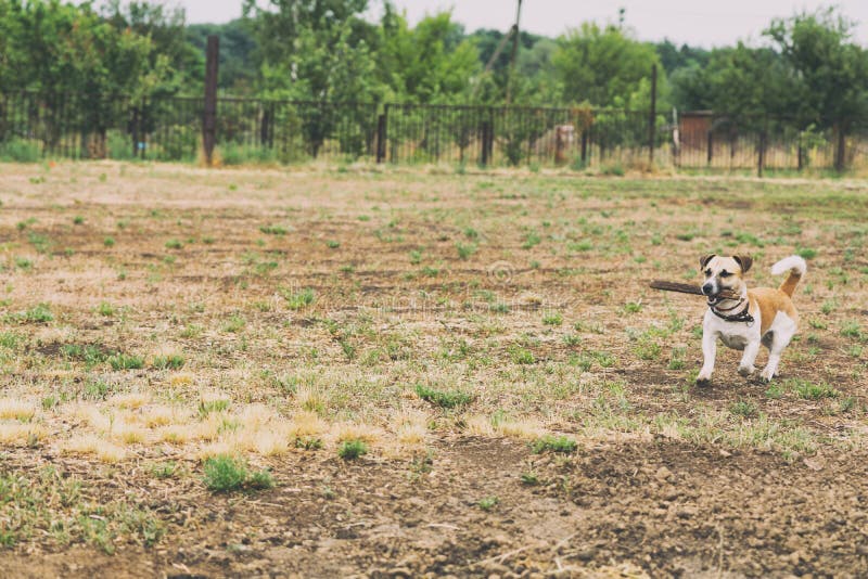 Red Dog Playing on the Yellowed Lawn Stock Image - Image of summertime ...