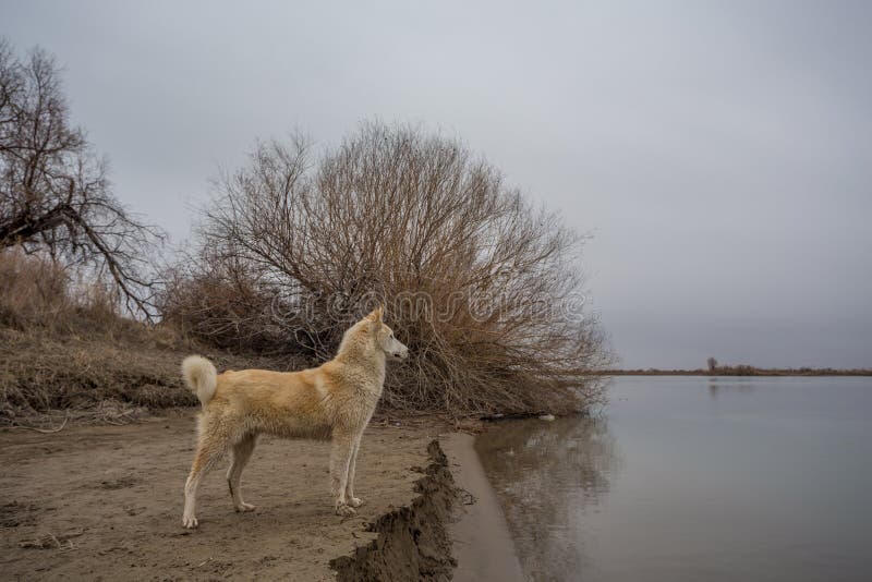 Red dog on the river bank stock image. Image of animal - 127183409
