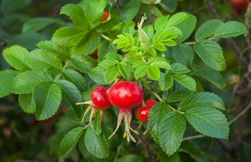 Red dog-rose berries stock photo. Image of medical, branch - 33173094
