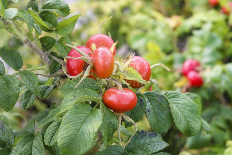 Red dog-rose stock photo. Image of branch, briar, dogrose - 128329108