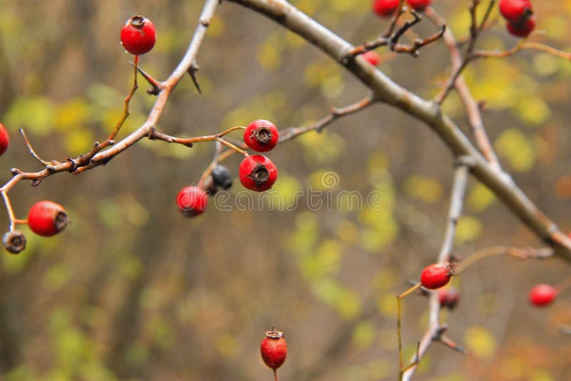 Red Dog Rose Hips on the Dog Rose Bush without Leaves Stock Image ...