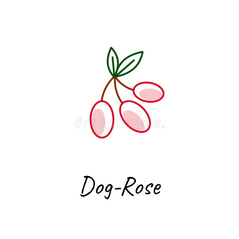 Red Dog Rose Vector Icon on White. Stock Vector - Illustration of ...