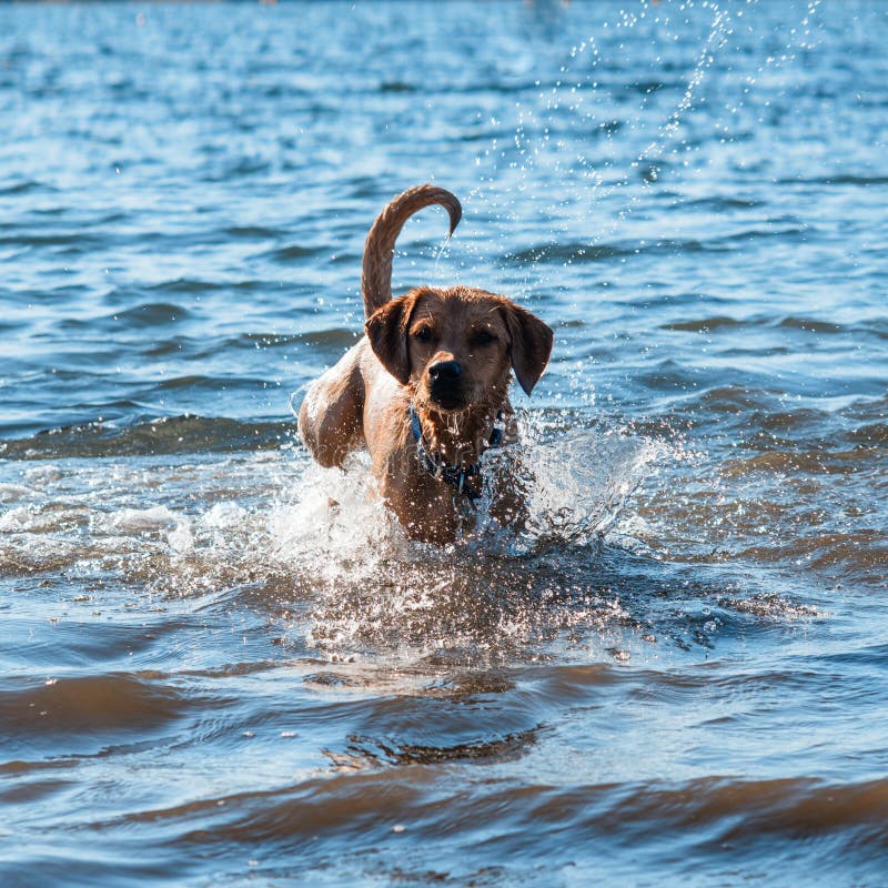 Red Dog Running and Playing in the Water Stock Image - Image of play ...