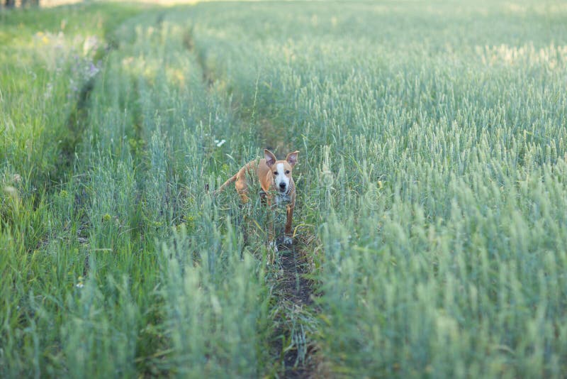 Red Dog Running in a Wheat Field Stock Image - Image of farm, plant ...