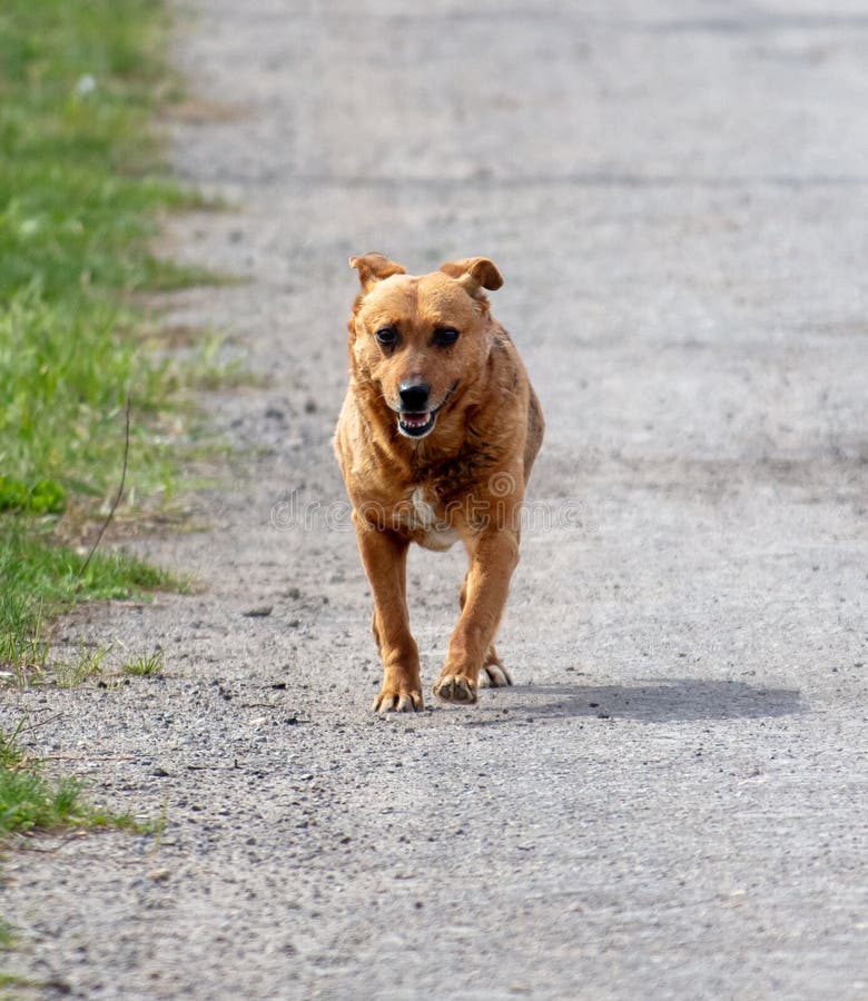A Red Dog Runs Across the Road Stock Photo - Image of animal, breed ...