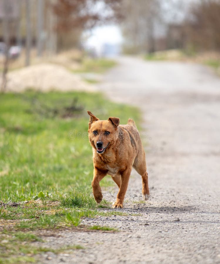 A Red Dog Runs Across the Road Stock Image - Image of rays, outdoor ...