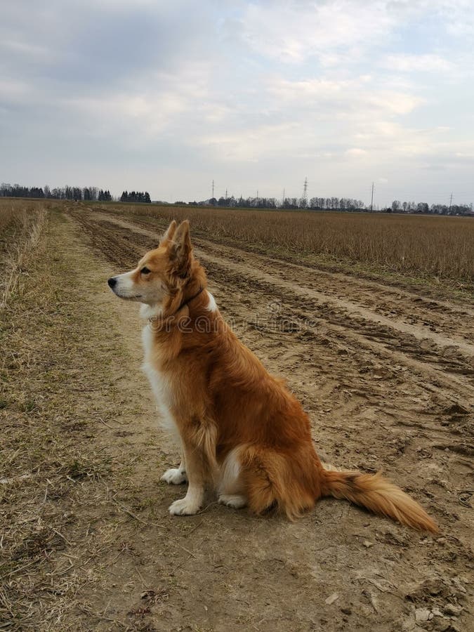 Red dog seriosly stock photo. Image of mammal, farm - 256010080