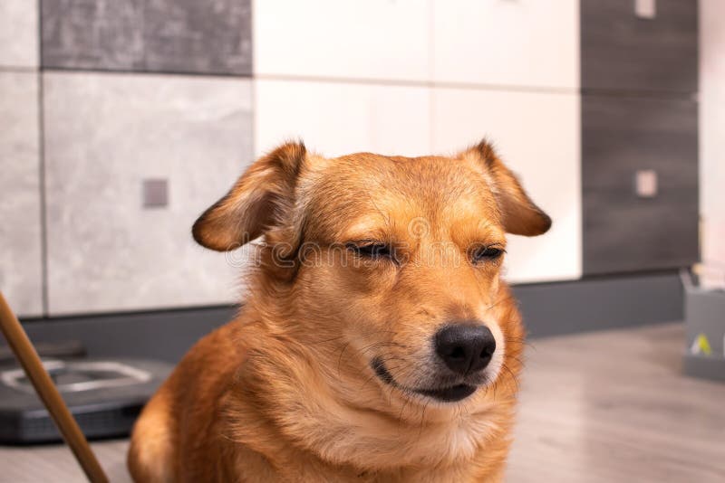 Red Dog Sits with His Eyes Closed Stock Image - Image of cute, mini ...